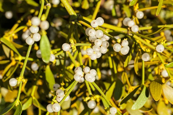 Fresh mistletoe — Stock Photo © worldnews #8016354