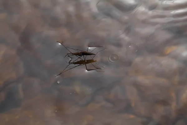 types of bed bugs in the range on the water surface, note shallow depth ...
