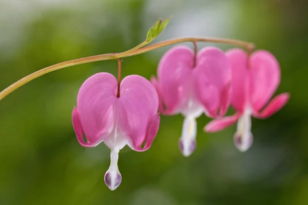 Flower bleeding hearts Stock Photos, Royalty Free Flower bleeding ...