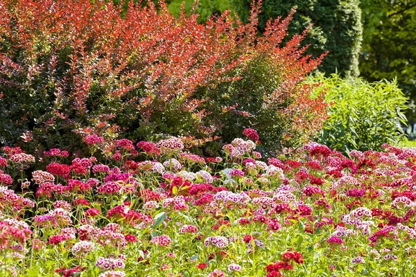 wild carnation flower in the field, note shallow depth of field - Stock ...
