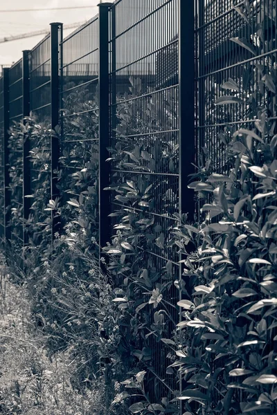 metal fence around the facility through which to grow hedges and ...