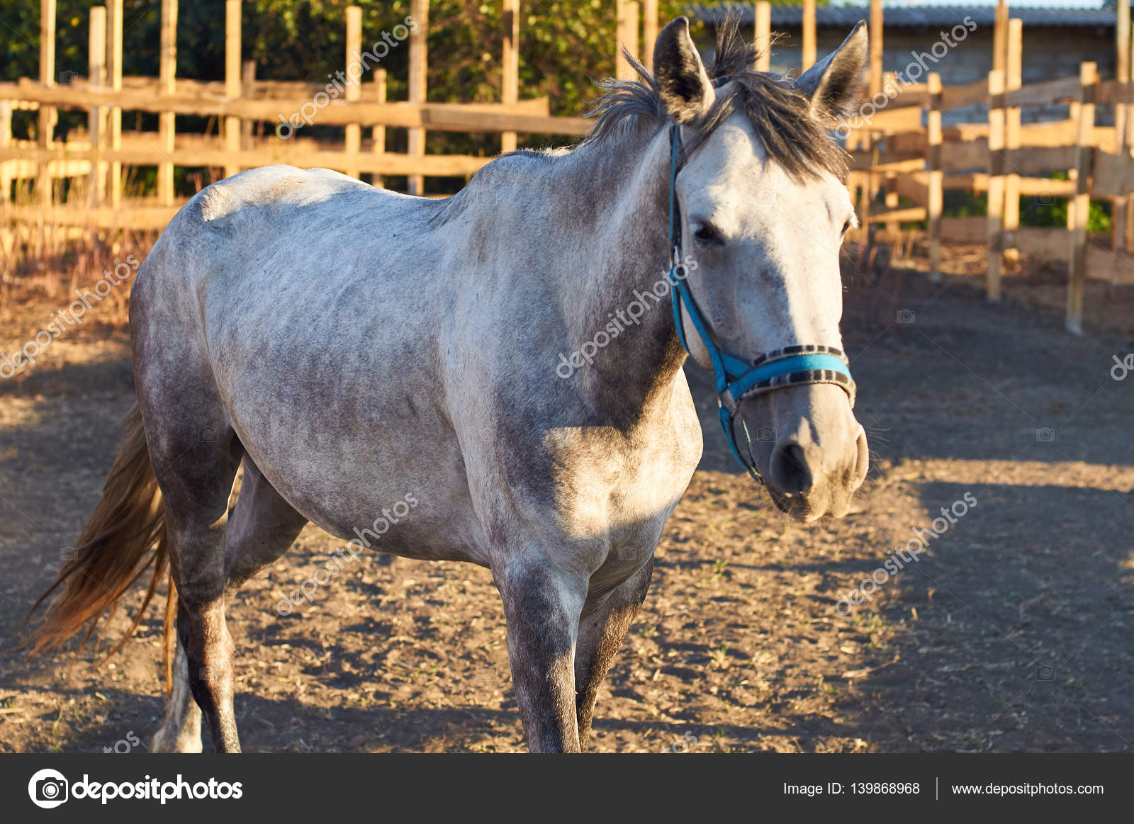A lone white horse. Luxury groomed thoroughbred horse graze and eat hay ...