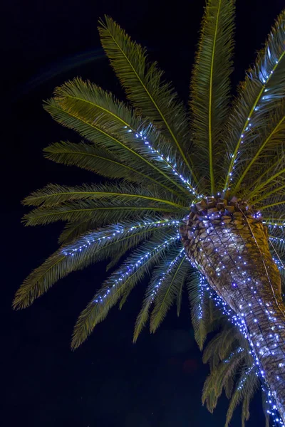 Palm tree lights Stock Photos, Royalty Free Palm tree lights Images ...
