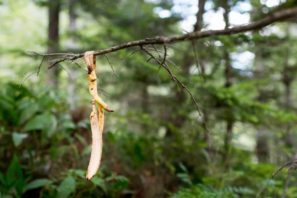 Ancestral stick Stock Photos, Royalty Free Ancestral stick Images ...