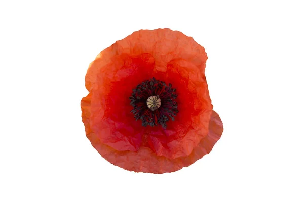 Remembrance poppy 2024 clipart Stock Photos, Royalty Free Remembrance ...