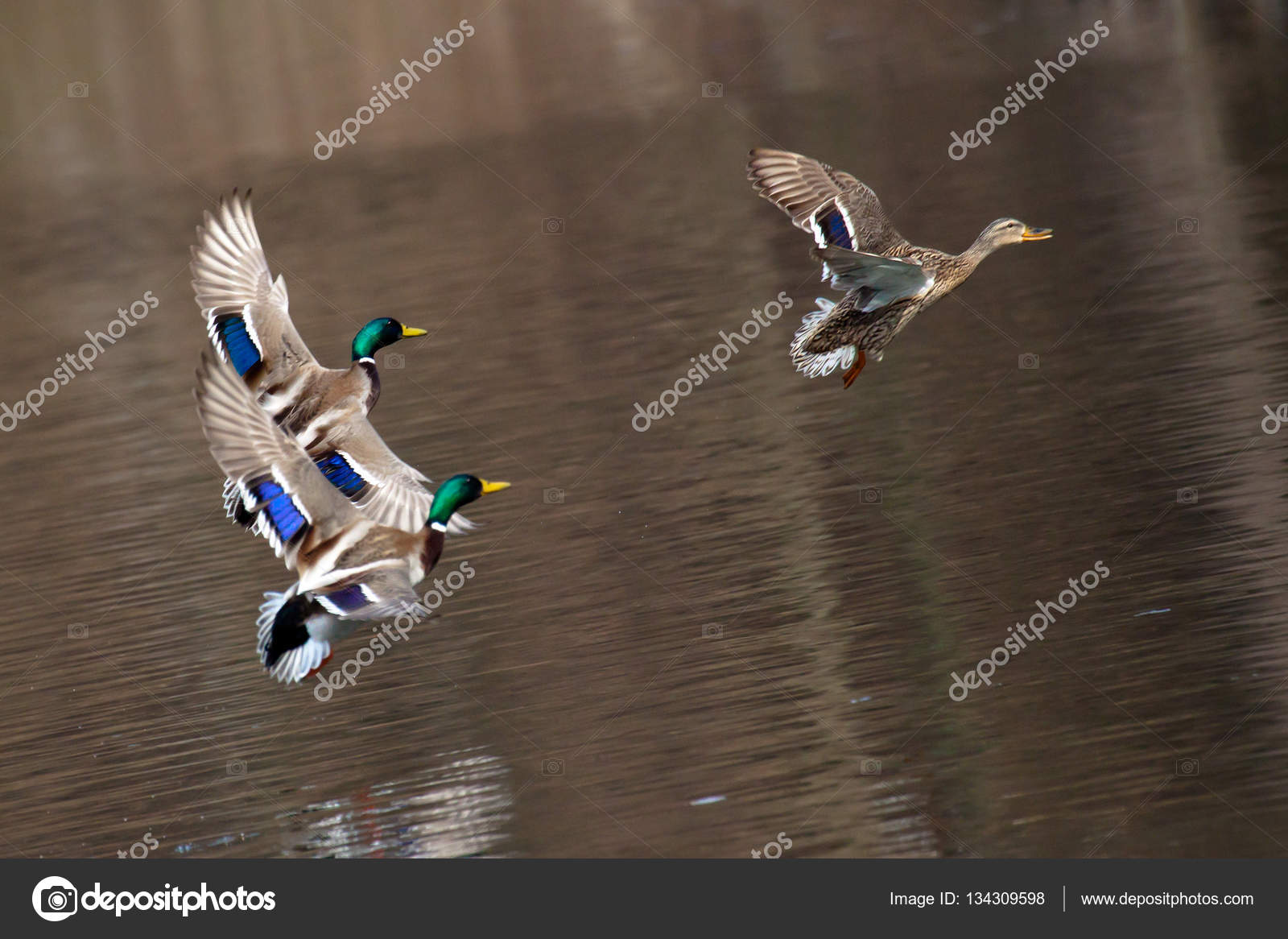 Flying Drake Mallards in Courtship Flight. Ducks fly over water Stock ...