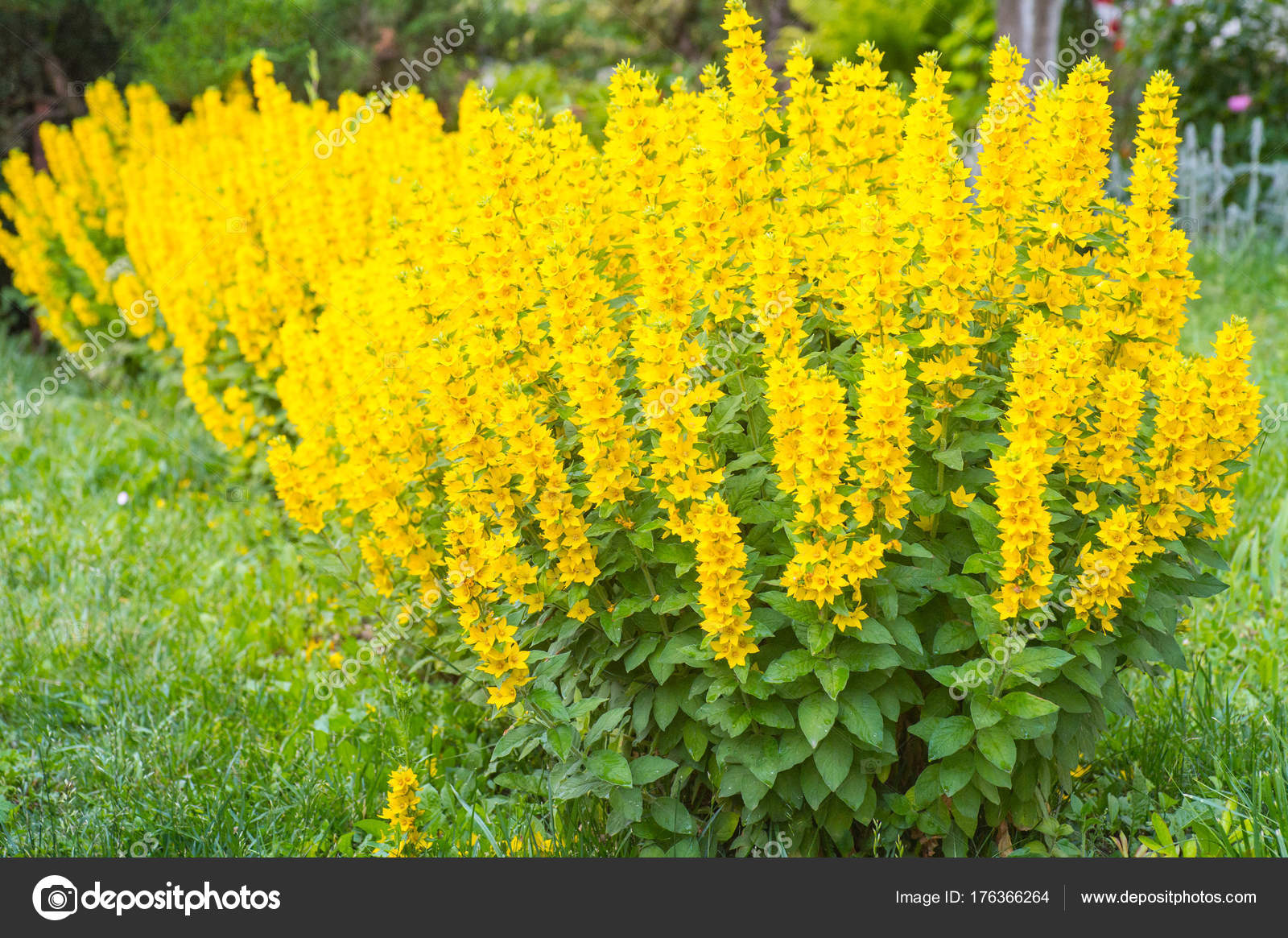 Lysimachia Punctata Yellow Loosestrife Plants Flowers Blossoming Summer ... Lysimachia Punctata Yellow Loosestrife Plants Flowers Blossoming Summer ...