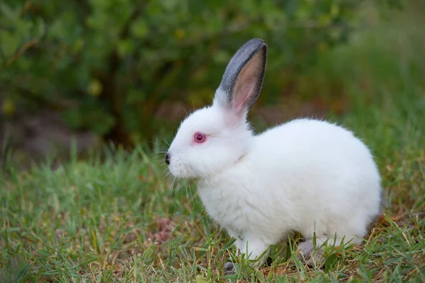 Cute White Rabbit Standing on Hind Legs Stock Photo by ©Digifuture 3450891