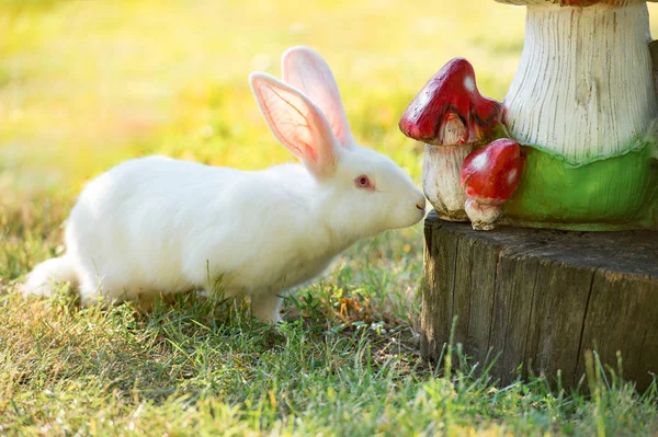 White rabbit wonderland Stock Photos, Royalty Free White rabbit ...