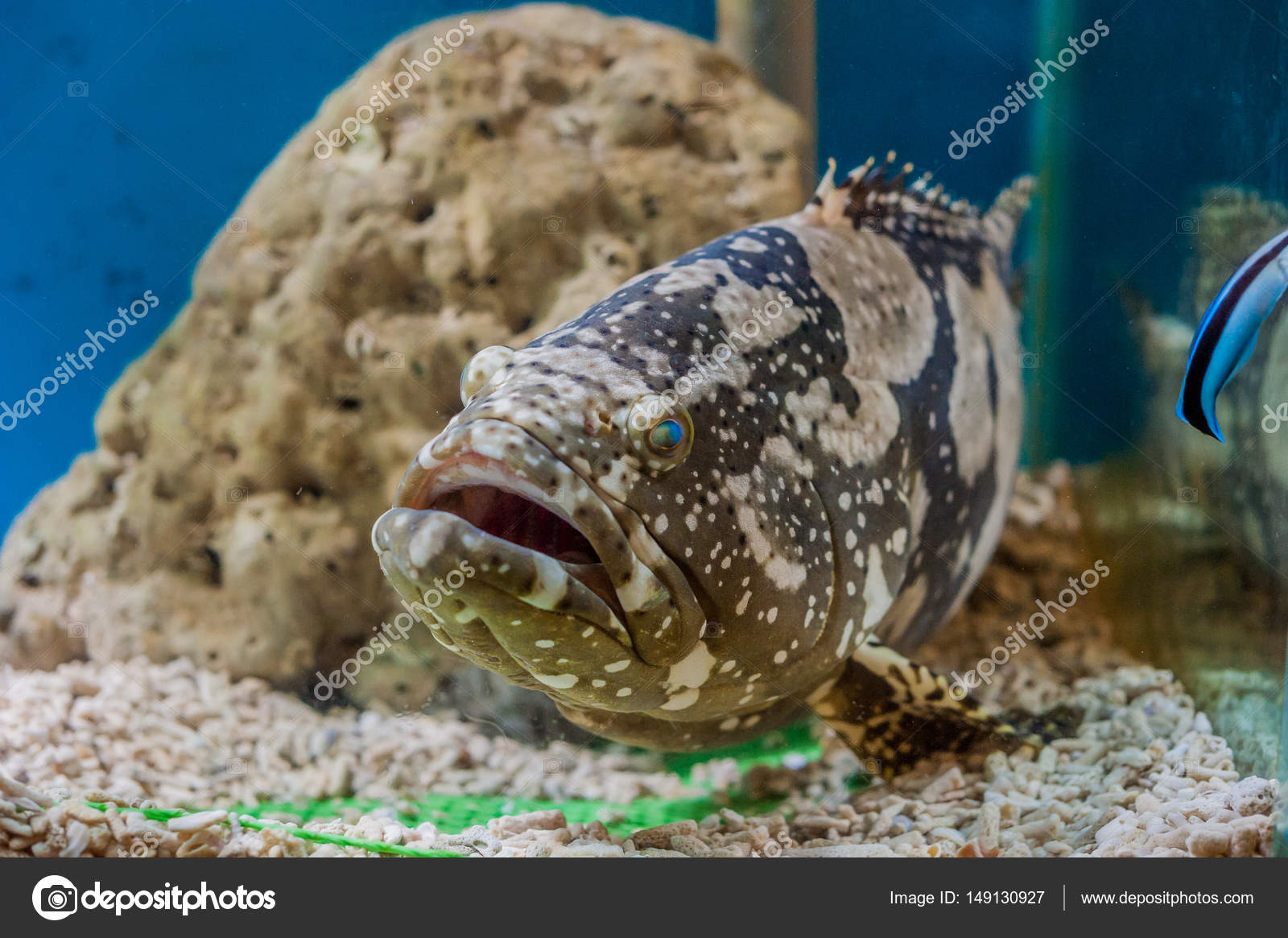 Queensland Grouper Clip Art 160+ Queensland Grouper Stock Photos,