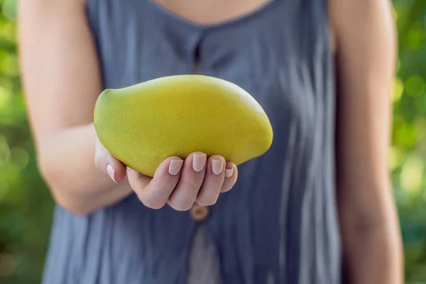 Mango in beautiful female hands on a green background Stock Photo by ...