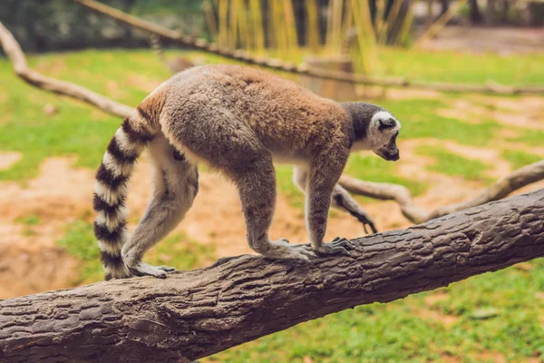 Lemur poop Stock Photos, Royalty Free Lemur poop Images | Depositphotos