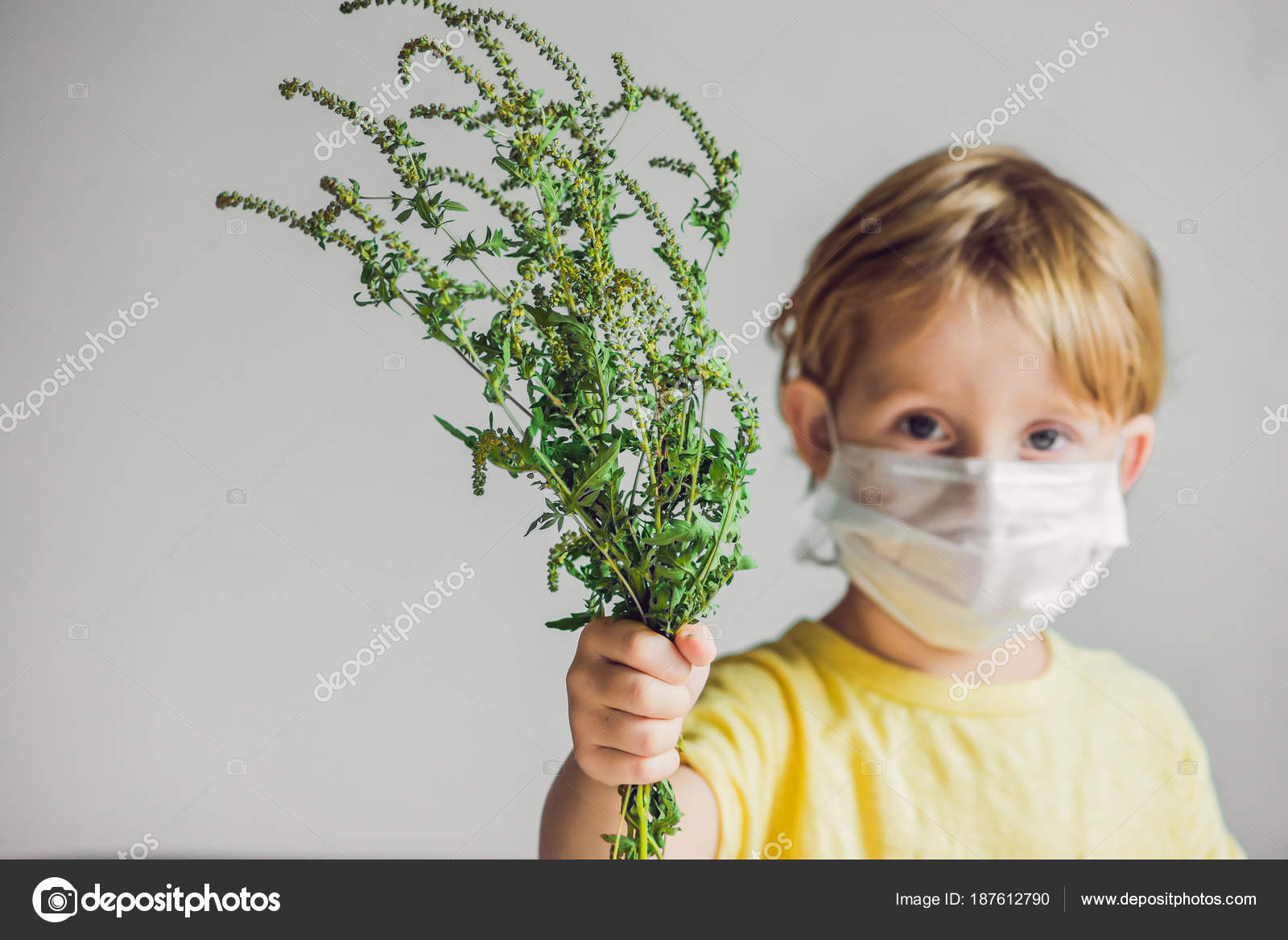 Boy Allergic Ragweed Medical Mask Holds Ragweed Bush His Hands — Stock ...