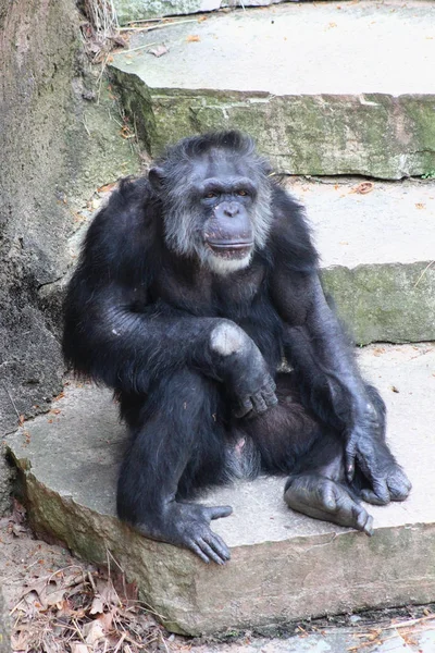 old chimpanzee isolated — Stock Photo © jonnysek #188556788