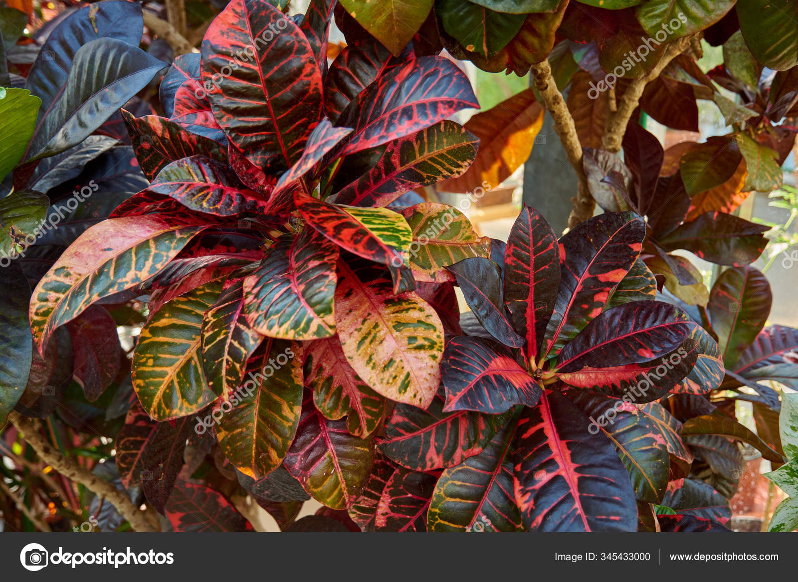 Croton Variegatum