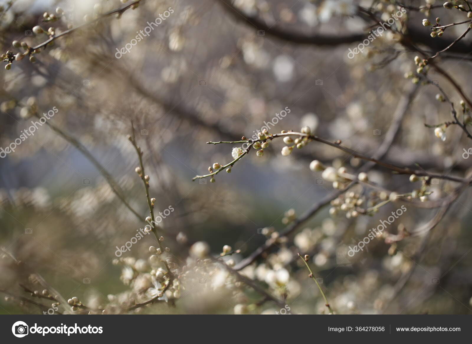 Flowering Trees Grow Spring Nature — Stock Photo © 26101981 #364278056