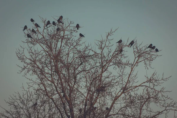 Manada de cuervos fotos de stock, imágenes de Manada de cuervos sin ...