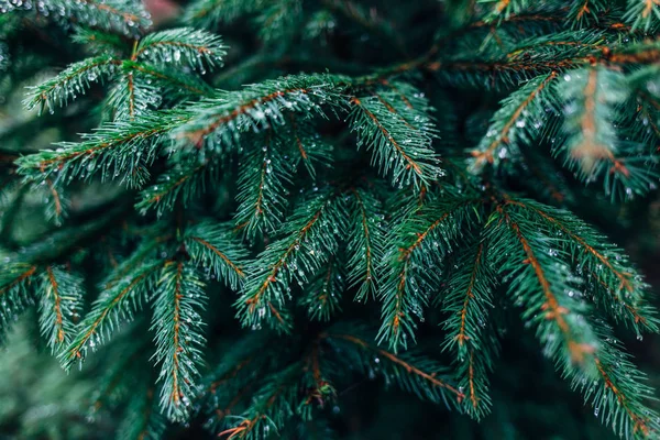 Pine Tree Branch Texture