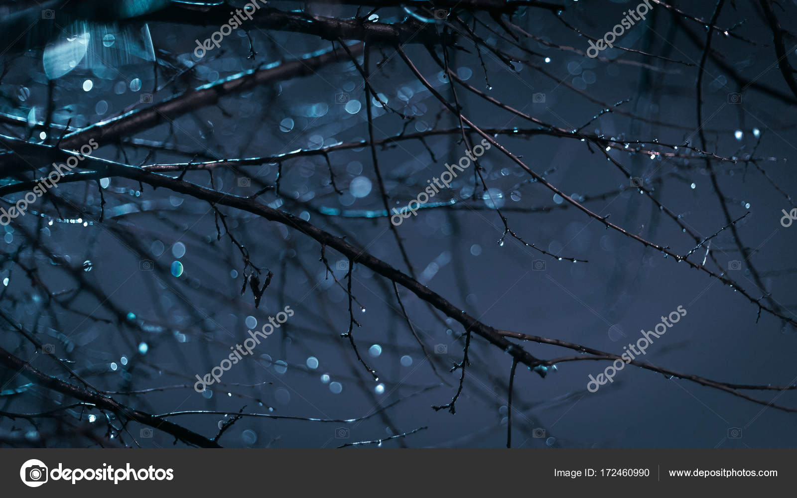 Night Of Trees And Branches
