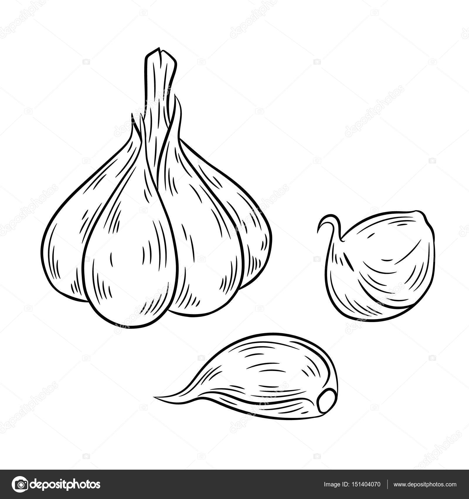 Garlic Line Drawing