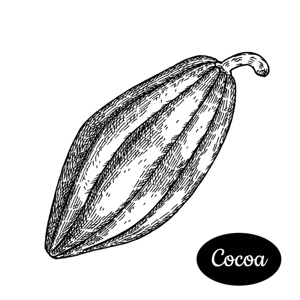Hand drawn sketch style cocoa bean. Stock Vector Image by ...