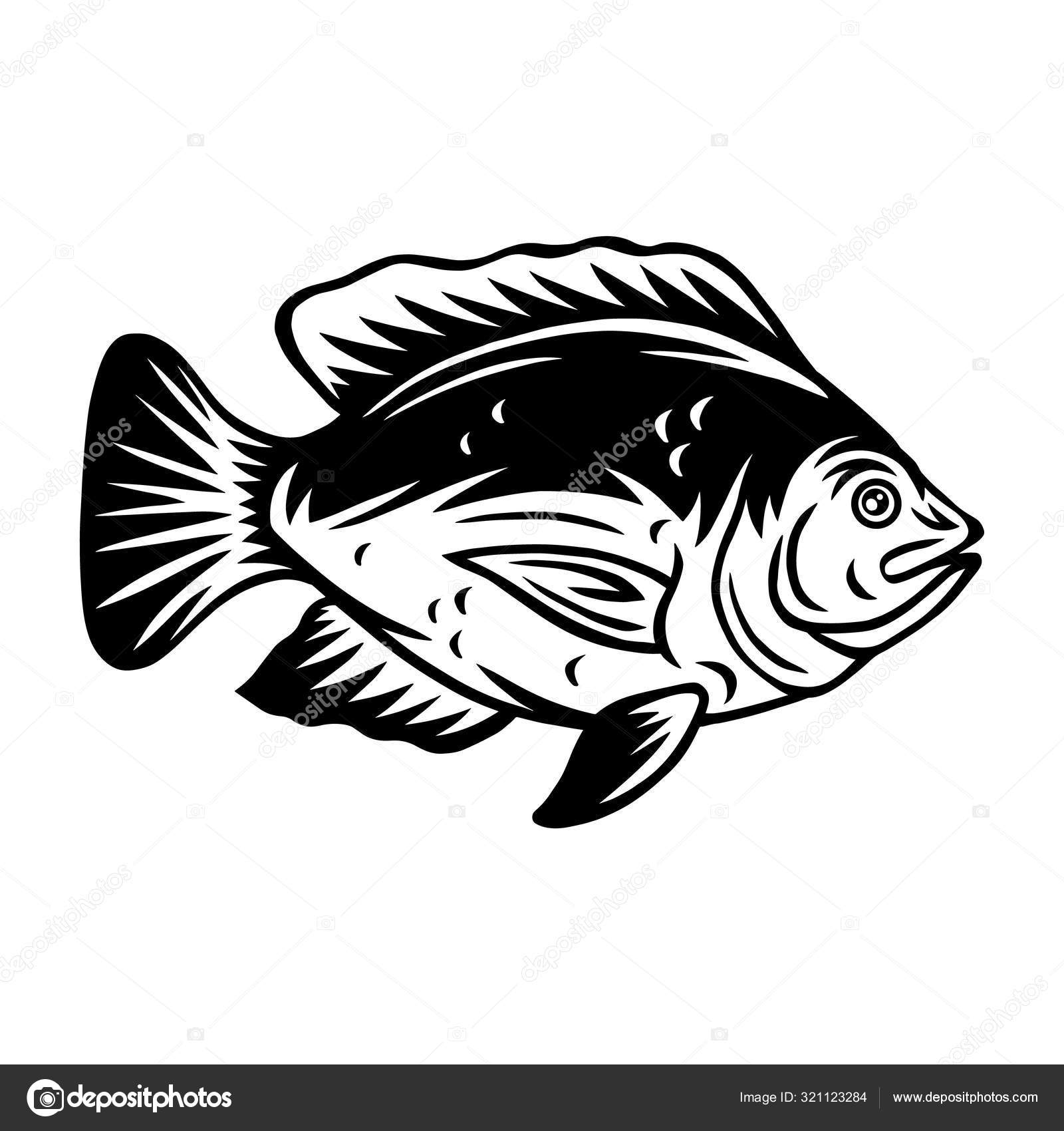 Vintage Tilapia fish retro isolated vector illustration on a white ...