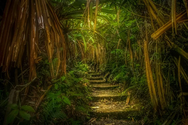 Path through jungle Stock Photos, Royalty Free Path through jungle ...