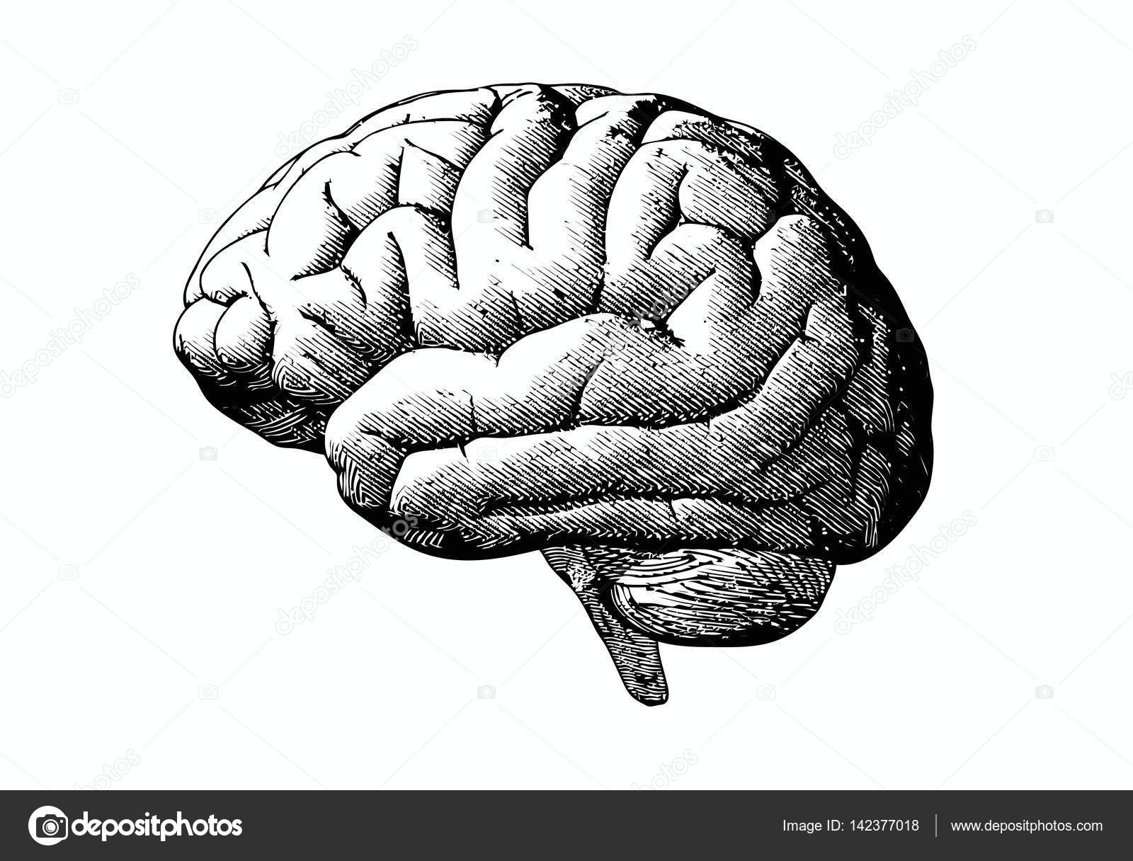 Engraving brain with black on white BG Stock Vector Image by ©Jolygon ...