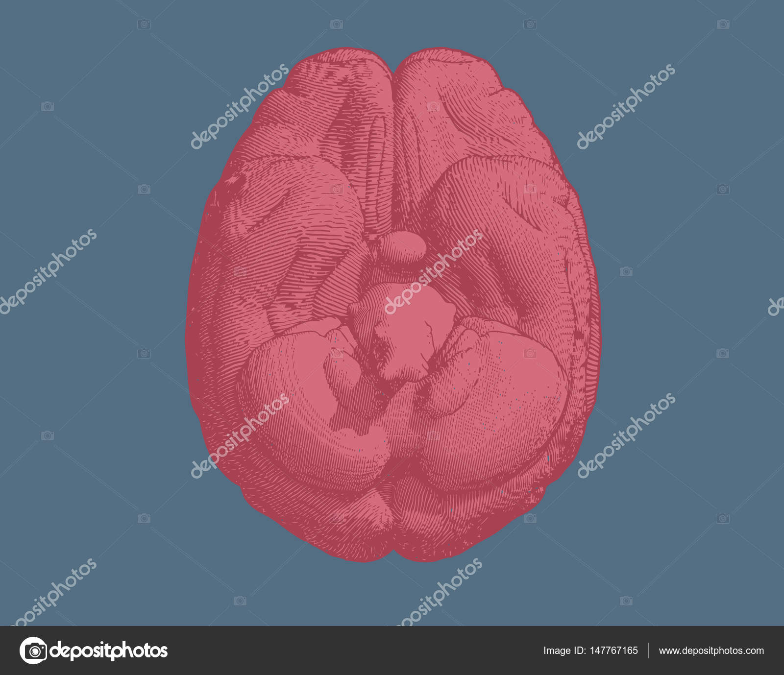Engraving brain illustration bottom view on blue BG Stock Vector Image ...