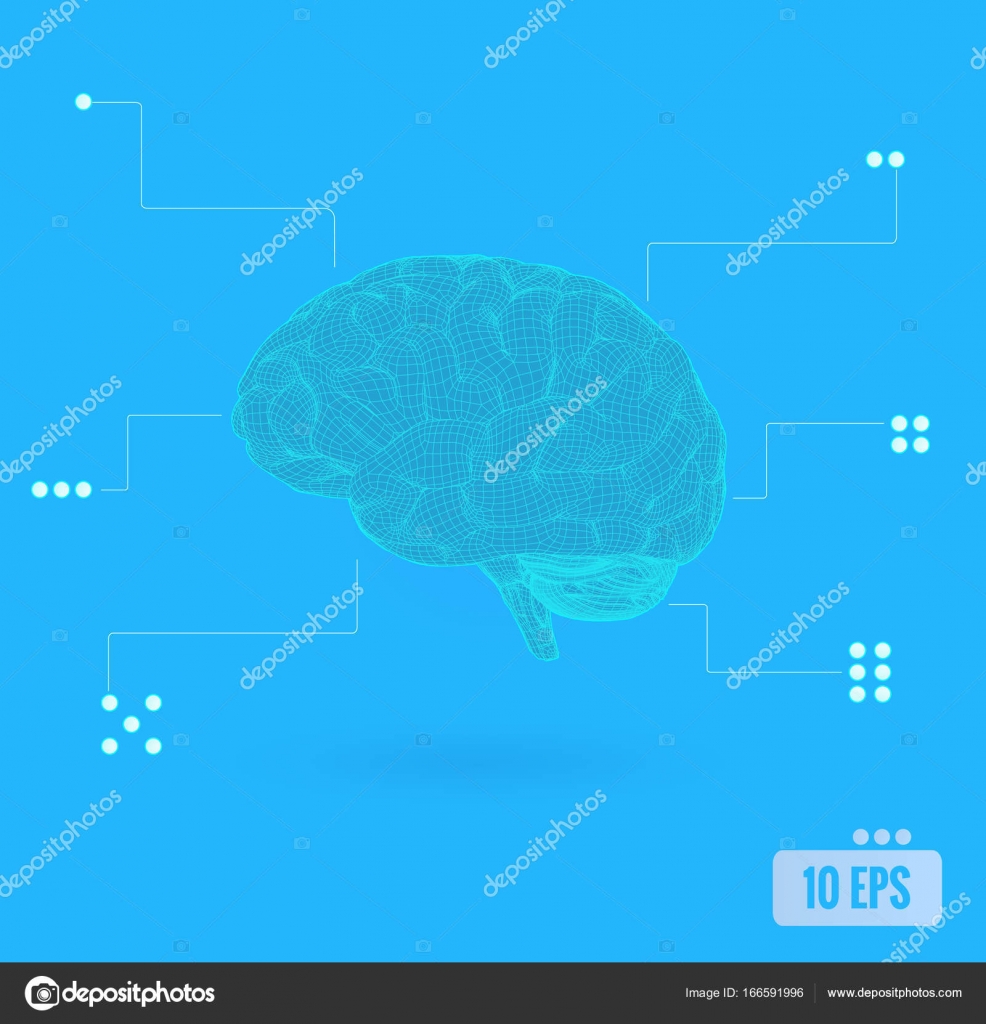 Wireframe brain illustration for info graphic design Stock Vector by ...