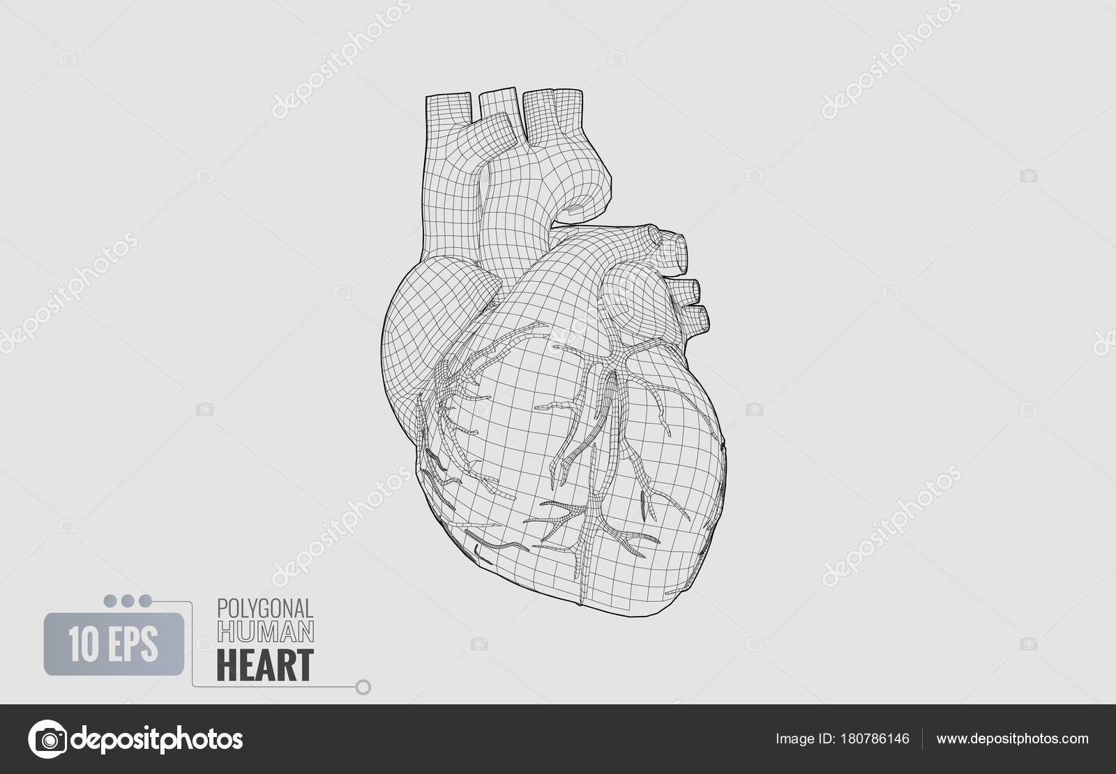 Human heart wireframe isolated on white BG Stock Vector Image by ...