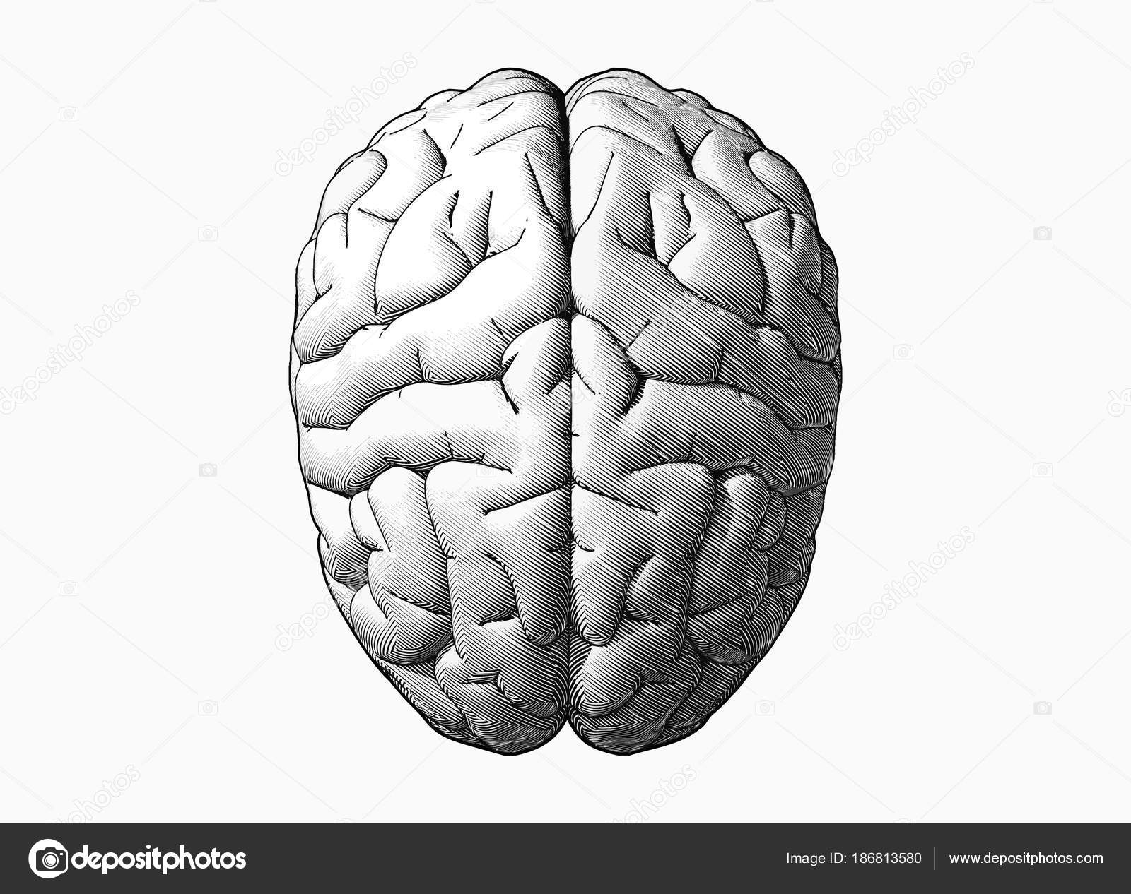 Brain Top View Vector