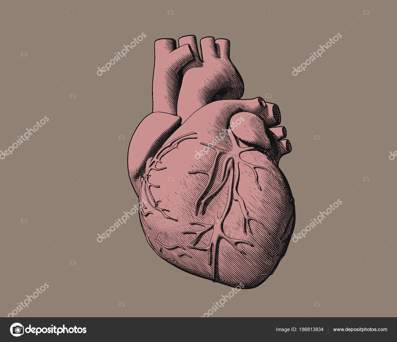 Human Heart Drawing Color