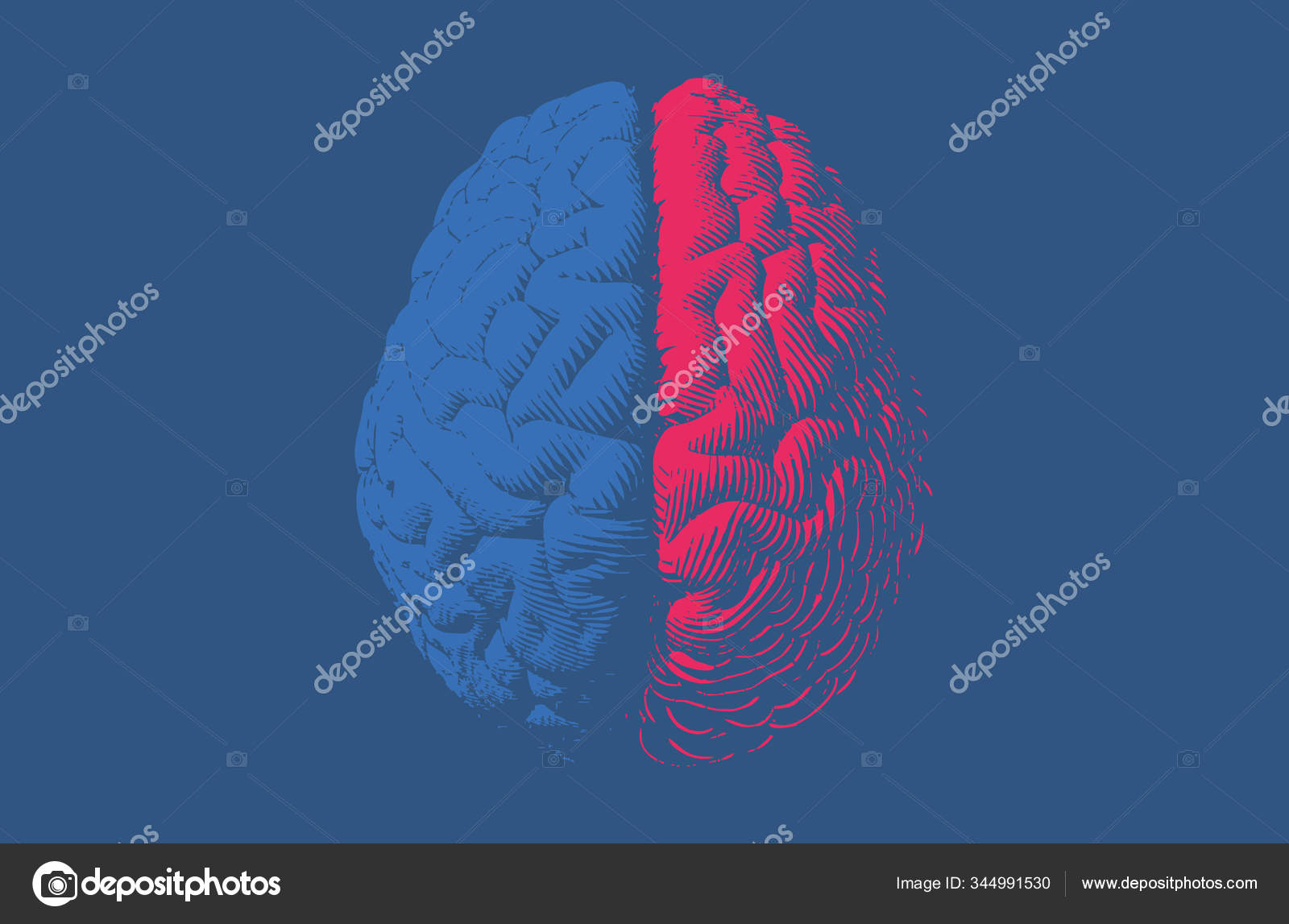 Top view left and right human brain illustration Stock Vector by ...