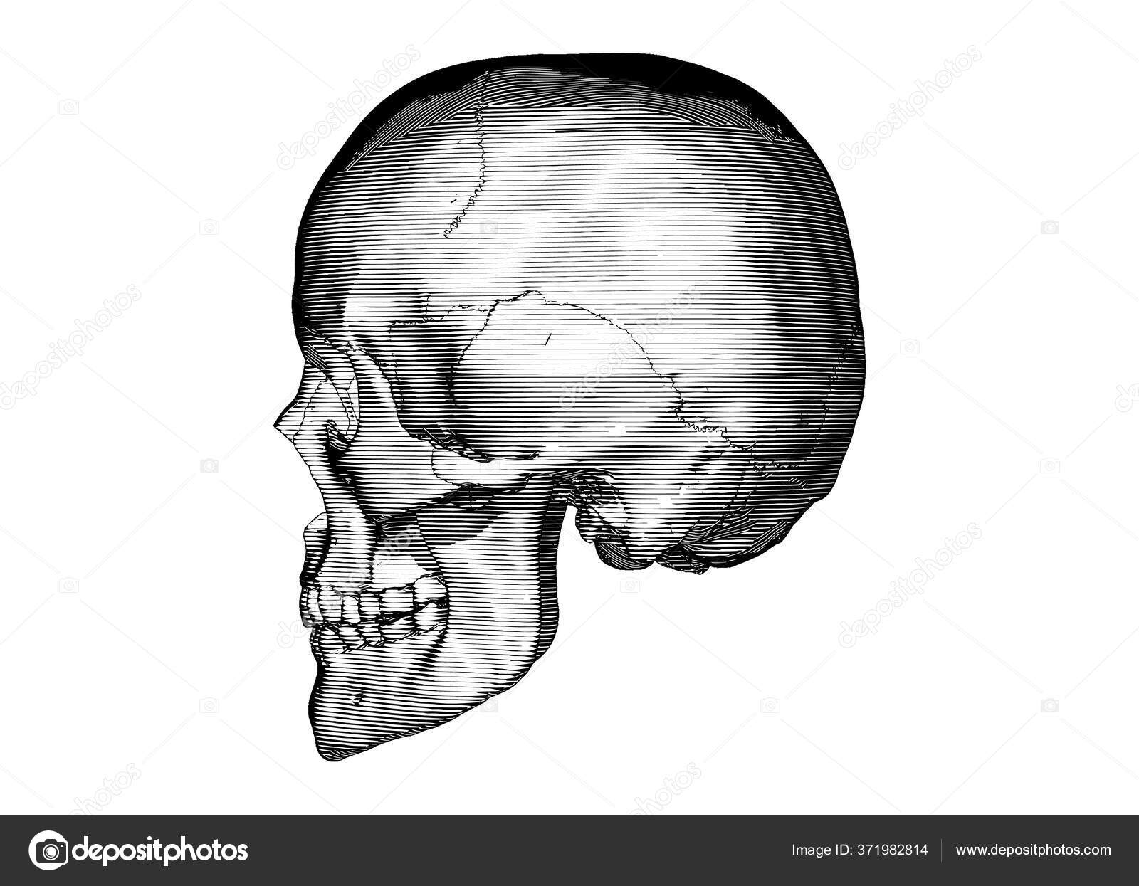 Monochrome Black Vintage Engraved Drawing Human Skull Side View Vector ...