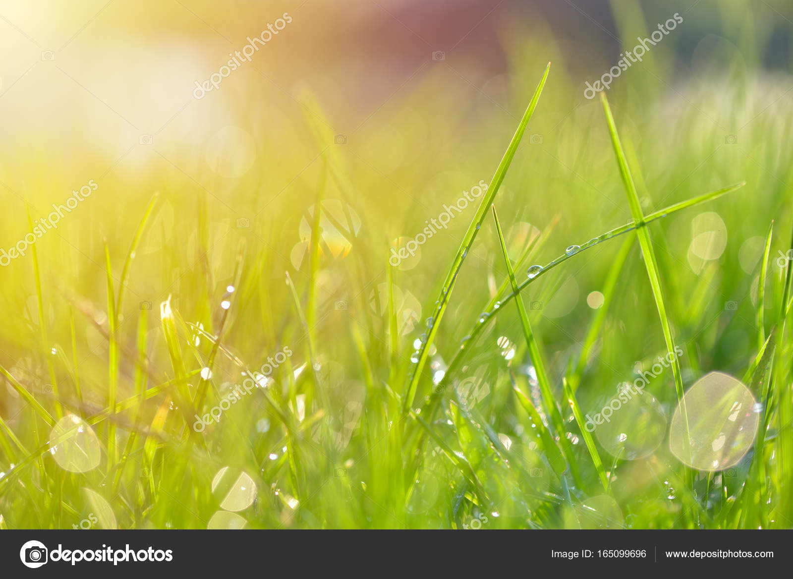 Grass texture. Fresh green spring grass with dew drops background ...