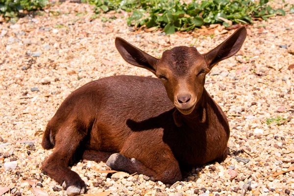 Little brown baby goat Stock Photos, Royalty Free Little brown baby ...