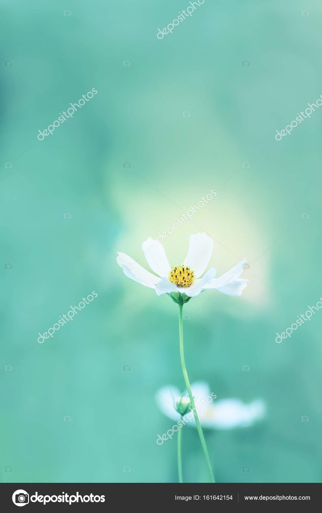 A gentle white flower of the kosmei in the garden. — Stock Photo ...