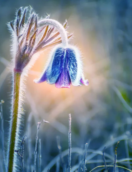 Fluffy delicate flowers of sleep-grass in early spring in drops of dew ...