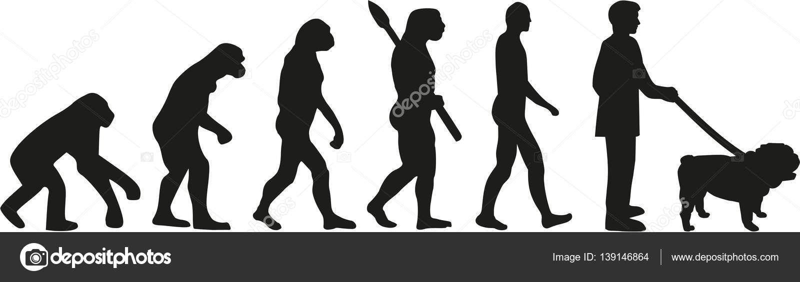 Bulldog inglés evolution Vector de stock por ©miceking 139146864