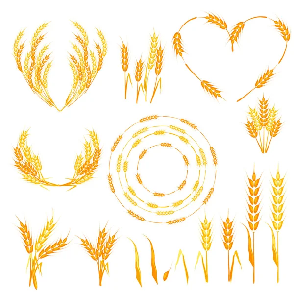 Set of compositions of wheat ears. Vector illustration on white ...