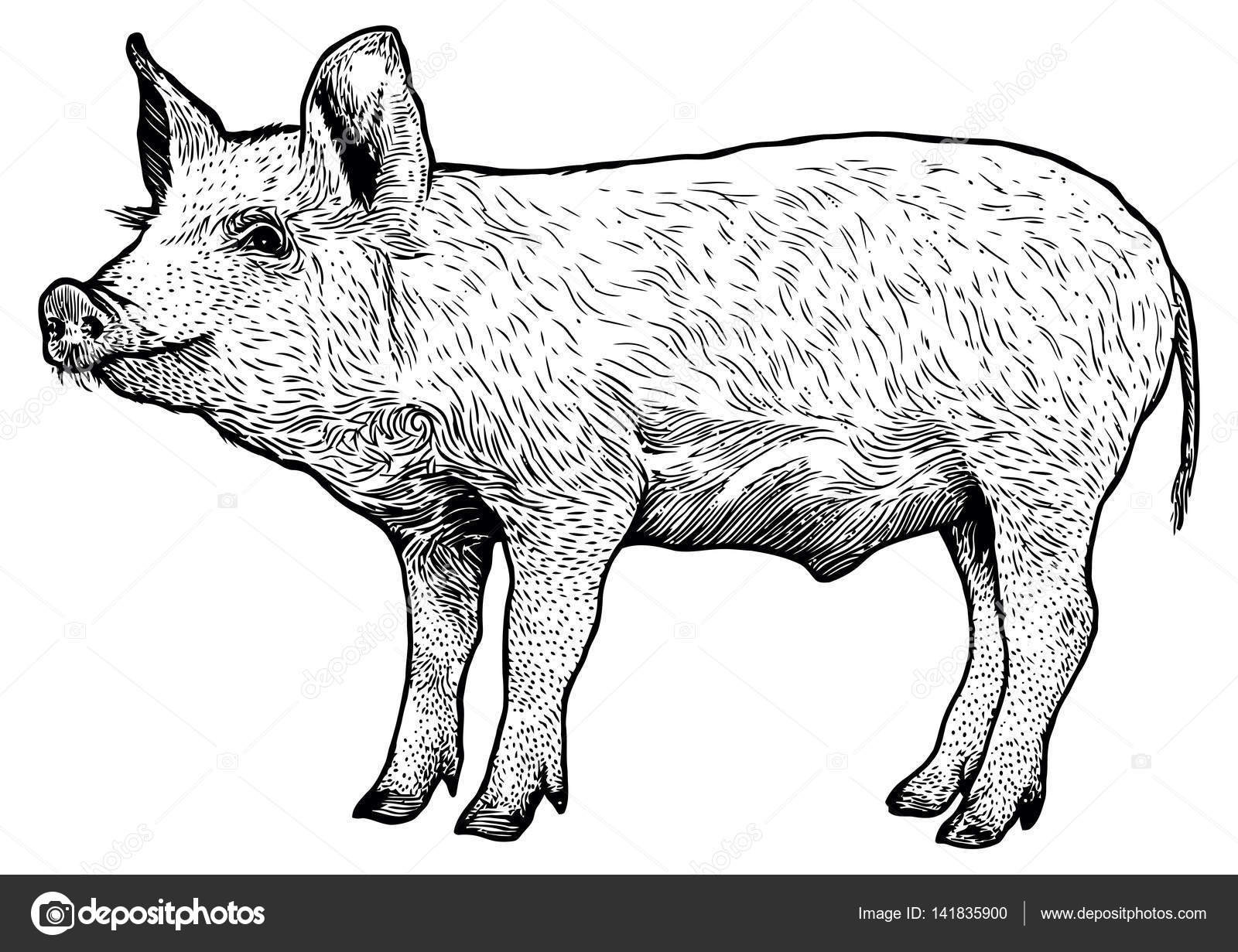 Realistic Pig Sketch