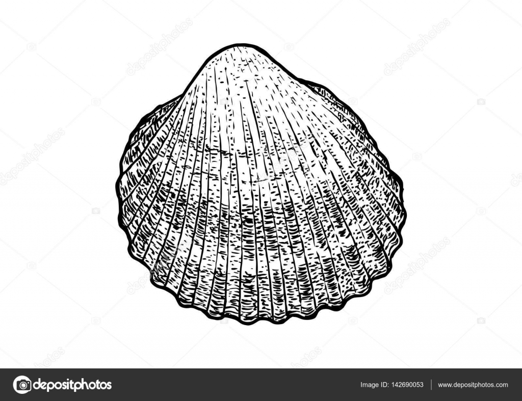 Cockle, shell illustration, drawing, engraving, ink, realistic — Stock ...