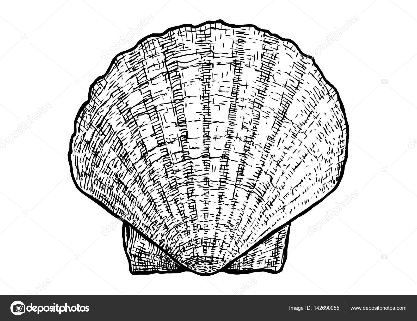 Clam Illustration