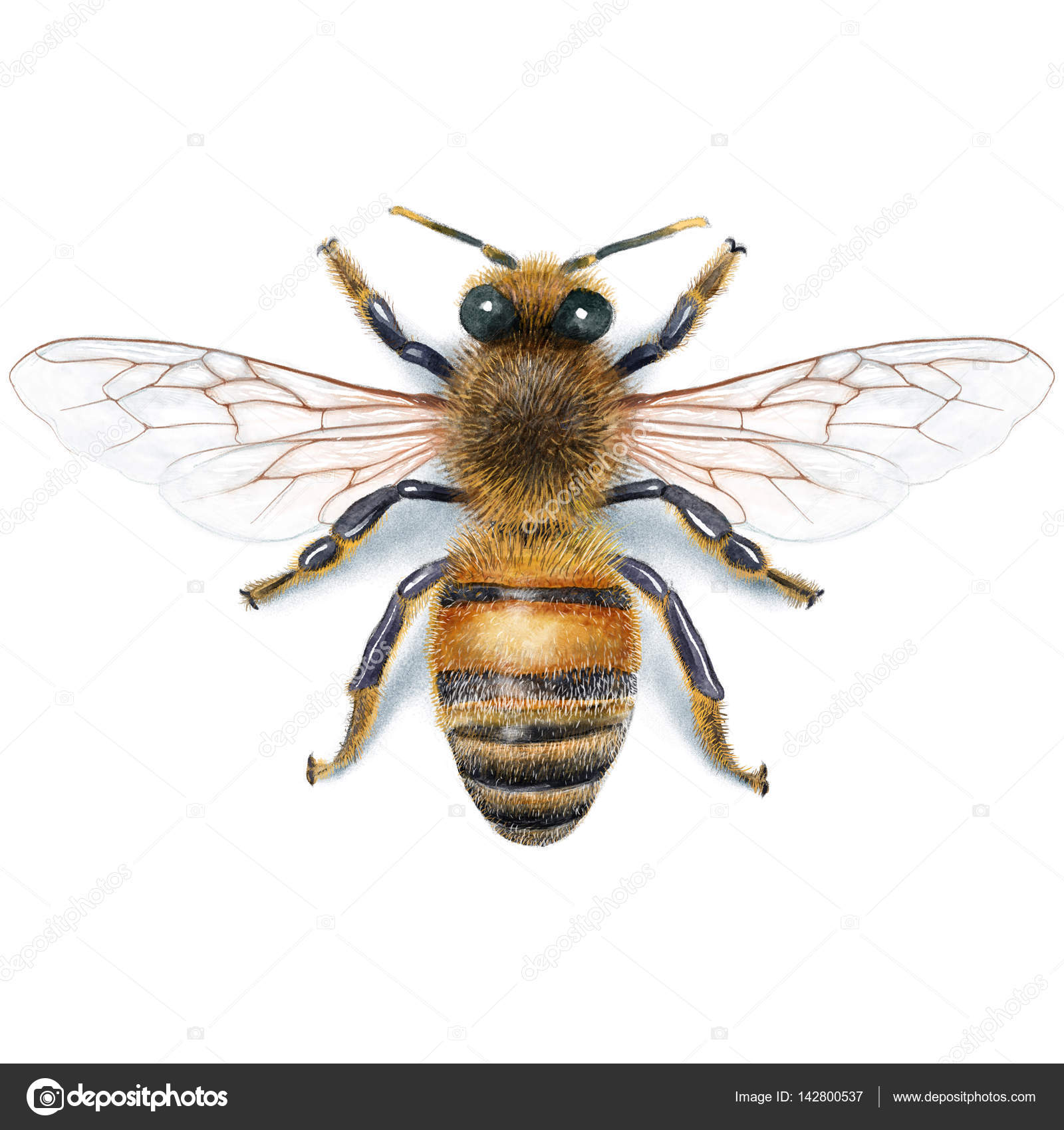 Abeja ilustración, acuarela, dibujo, tinta, realista — Foto de stock ...
