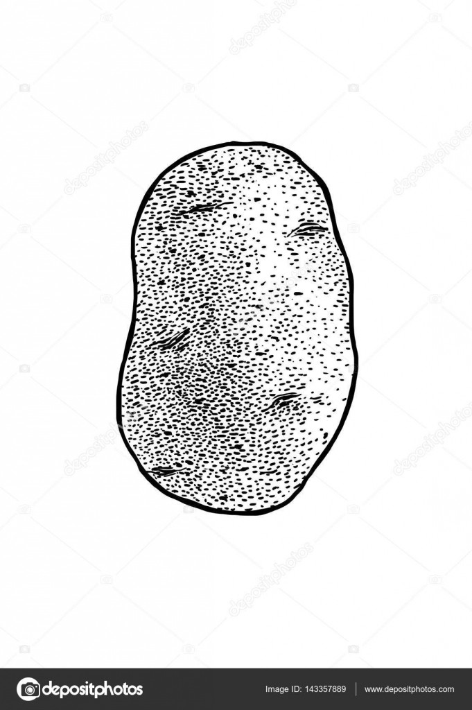 Potato line art | Potato illustration, drawing, engraving, line art ...
