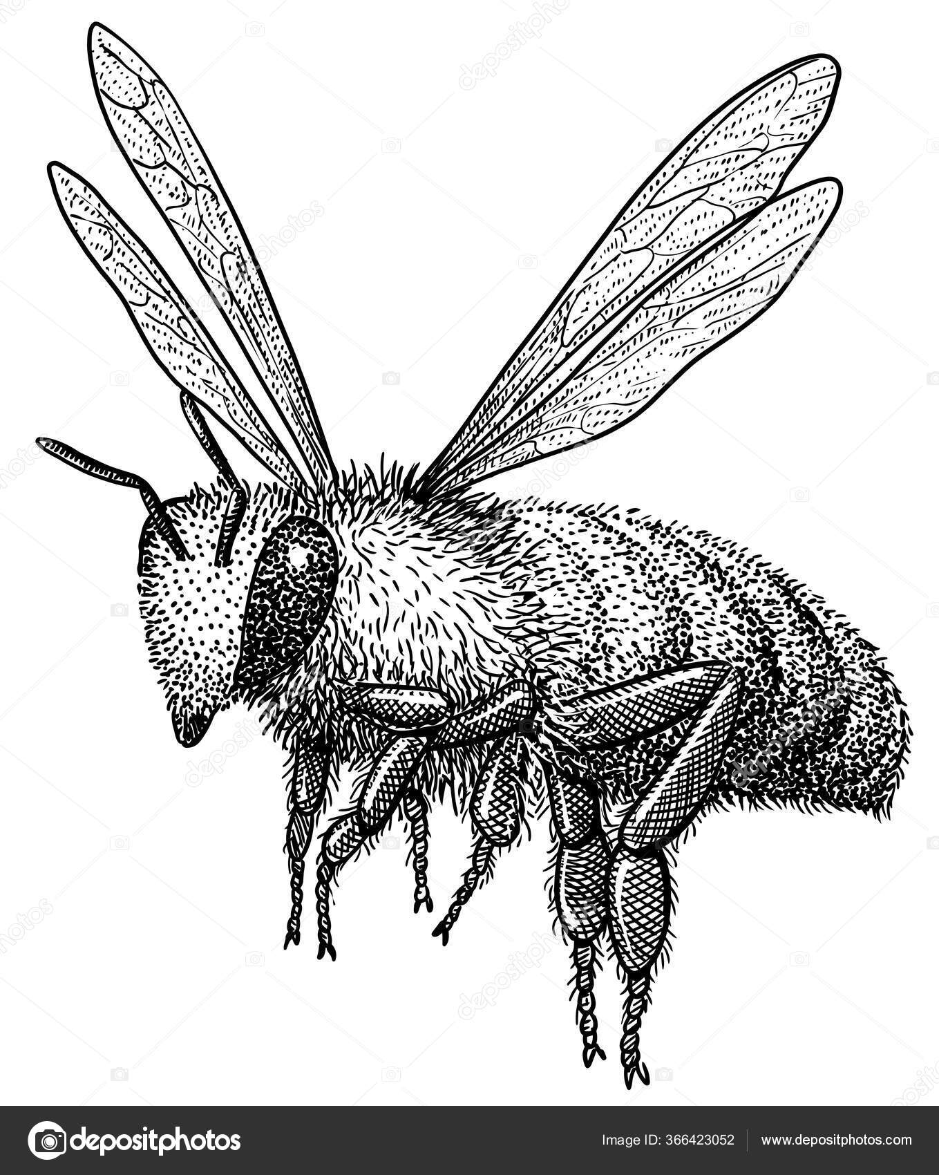 Flying Bee Illustration Drawing Engraving Ink Line Art Vector Stock ...