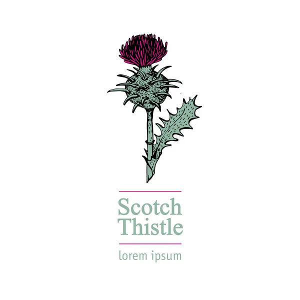 Thistle Vector Art Stock Images | Depositphotos