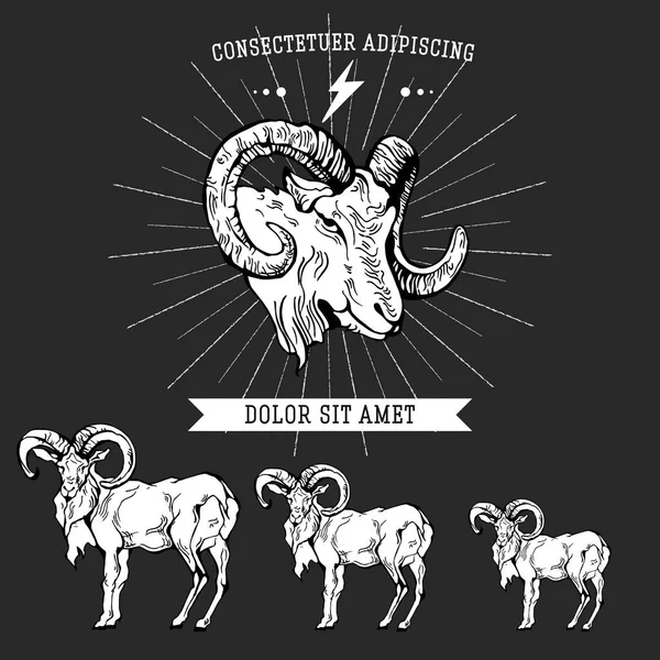 Vintage hand draw ram label Stock Vector Image by ©oxygen_8 #153164532