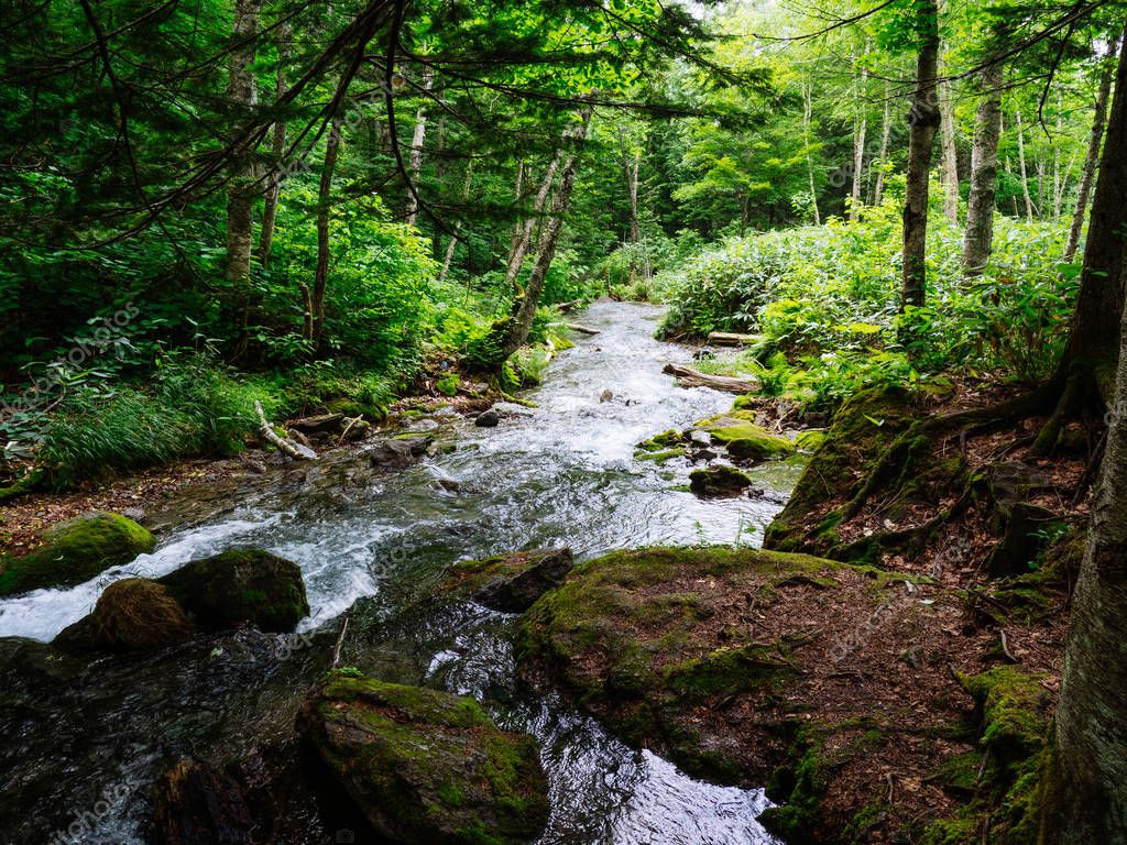 Bosque verde y río 2023